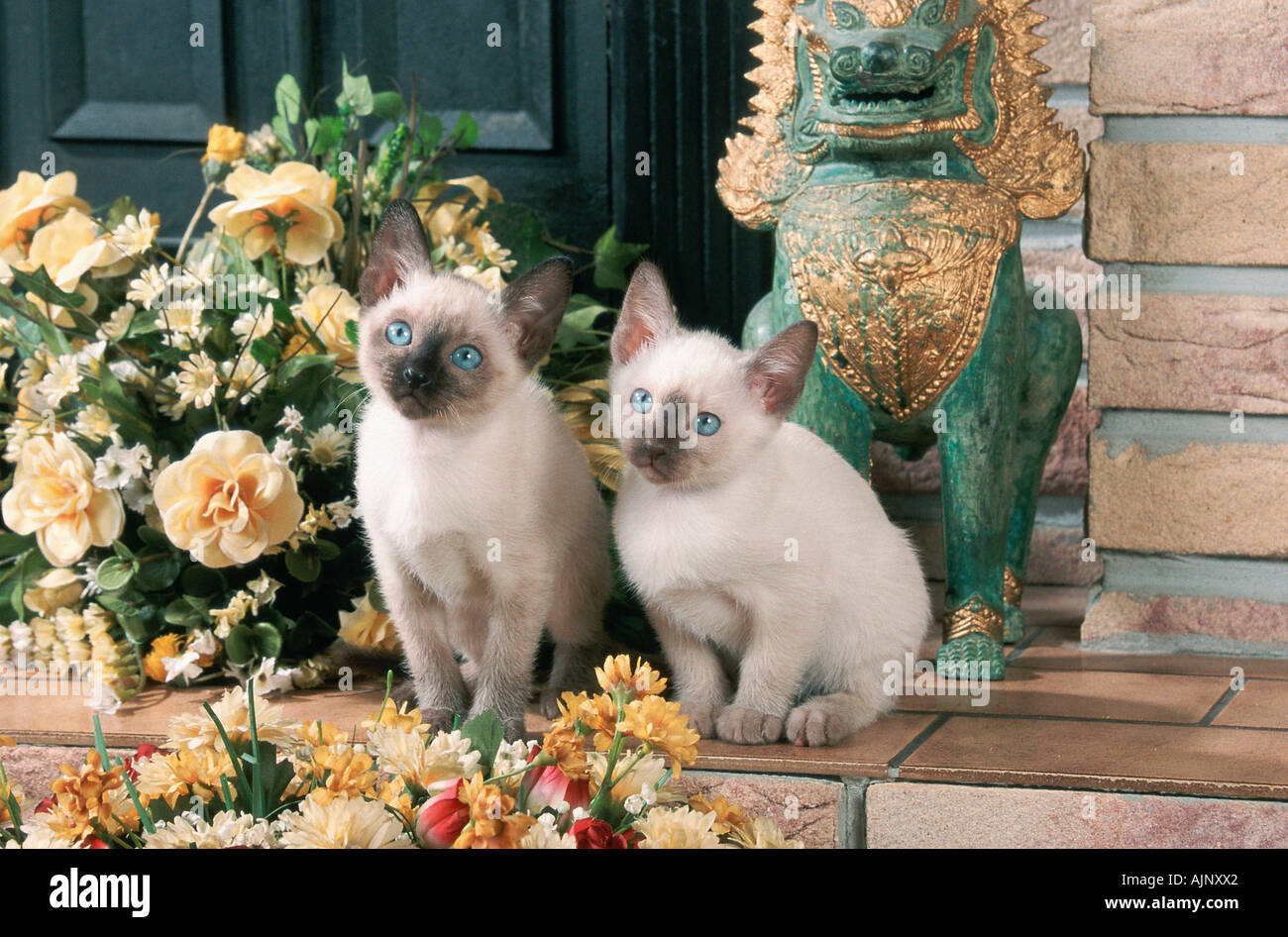 Classic Siamese Cats kittens 9 weeks Stock Photo - Alamy