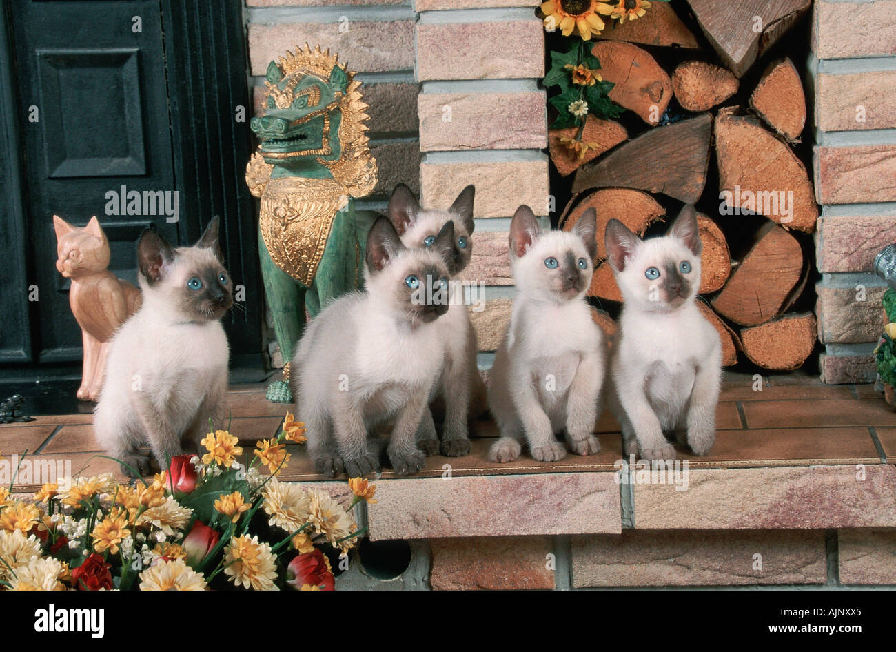 Classic Siamese Cats kittens 9 weeks Stock Photo - Alamy