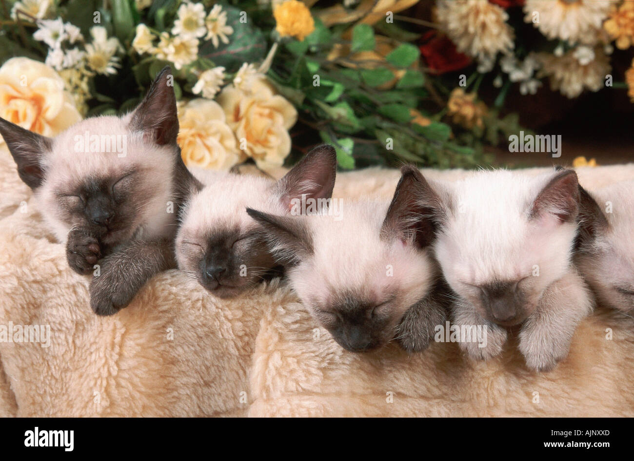 Classic Siamese Cats kittens 9 weeks Stock Photo - Alamy