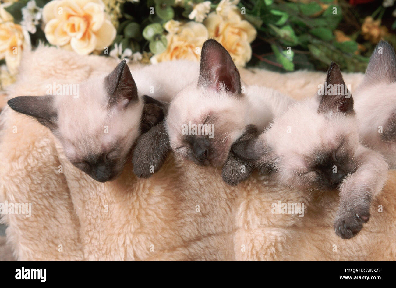 Classic Siamese Cats kittens 9 weeks Stock Photo - Alamy