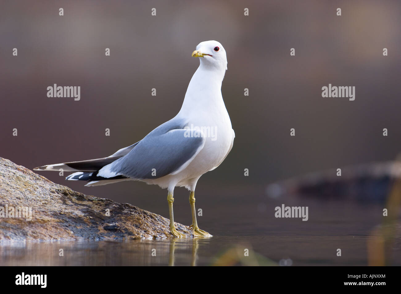 Common gull portrait Stock Photo - Alamy