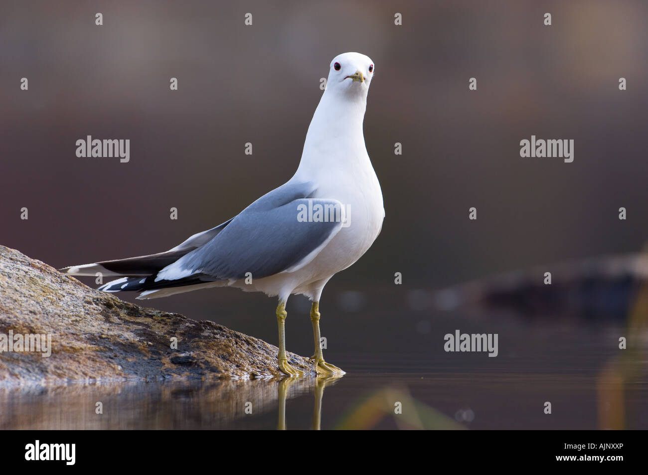 Common gull portrait Stock Photo - Alamy