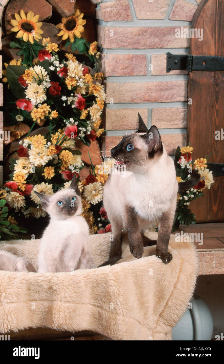 Classic Siamese Cat with kitten 9 weeks Stock Photo - Alamy
