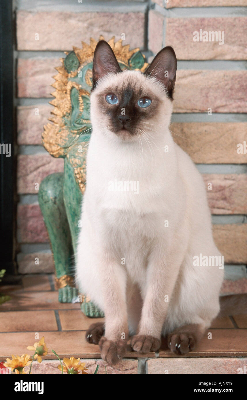 Classic Siamese Cats