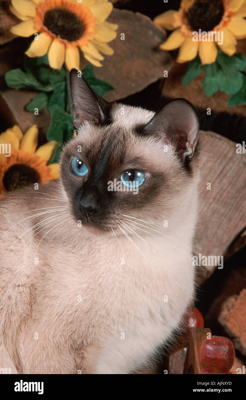 Classic siamese cats hi-res stock photography and images - Alamy