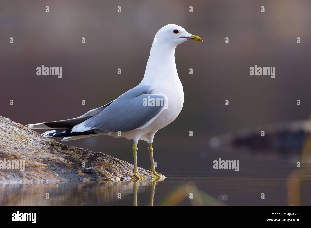 Common gull portrait Stock Photo - Alamy
