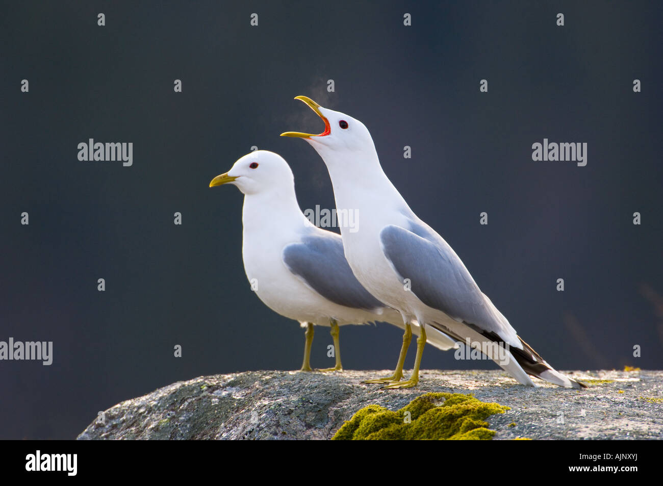 Vocalising common gulls Stock Photo - Alamy