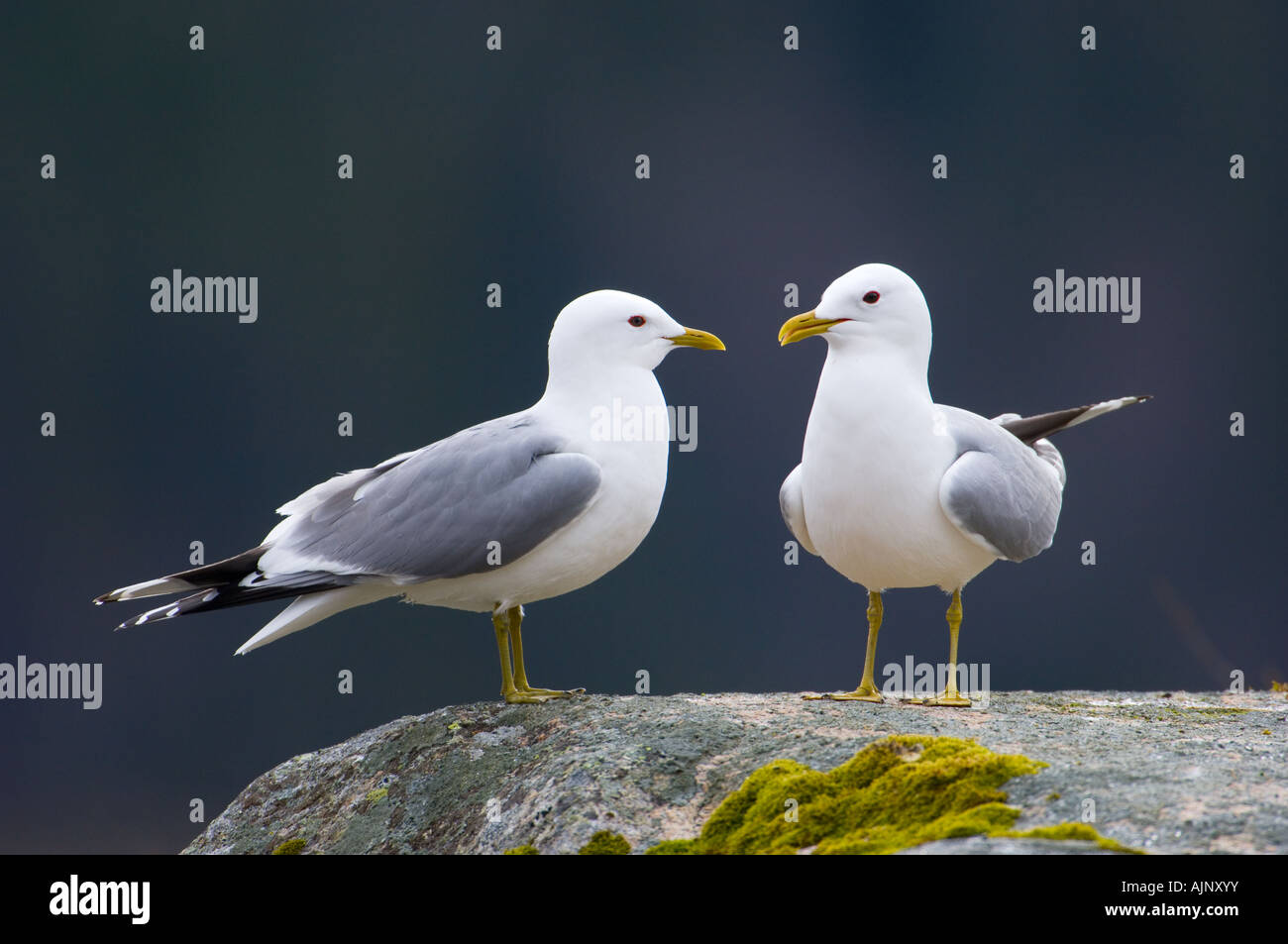 Common gulls portrait Stock Photo - Alamy