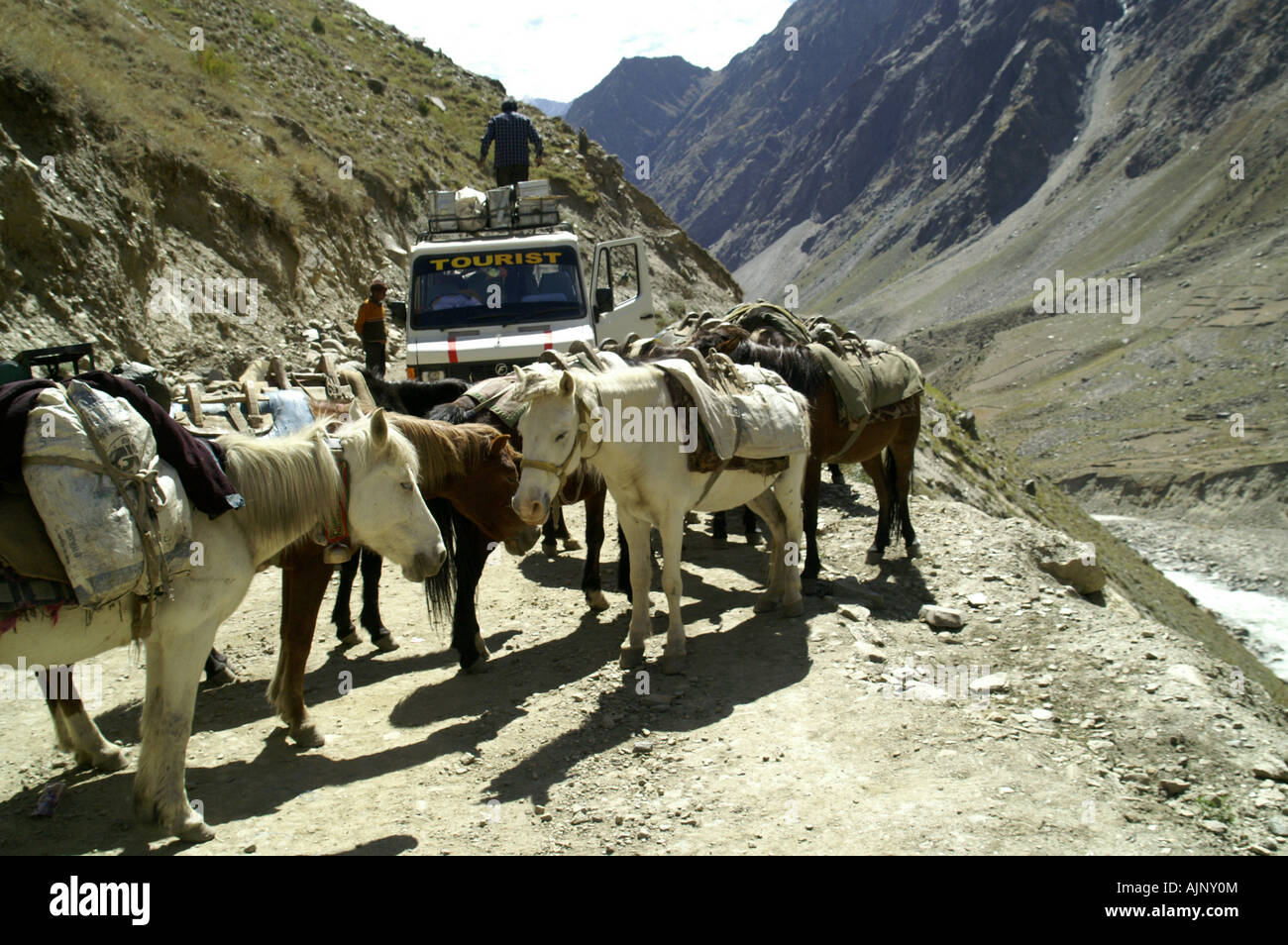 Mountain donkey in ladakh india hi-res stock photography and images - Alamy