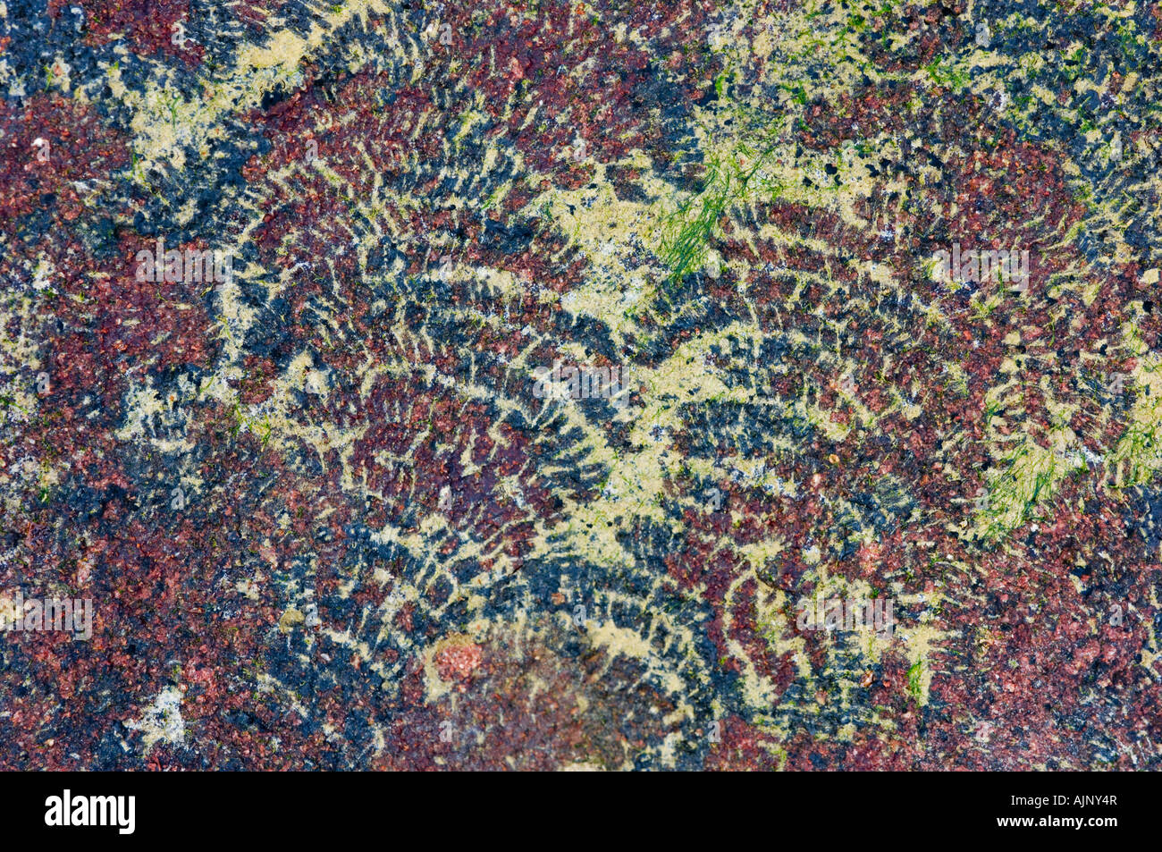 Feeding marks hi-res stock photography and images - Alamy