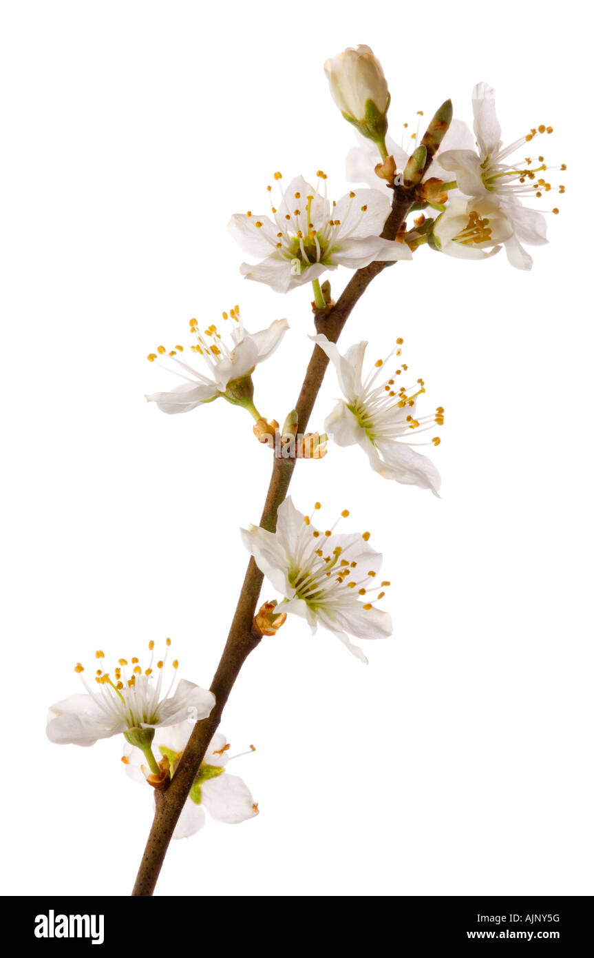 Blackthorn blossom Cut Out Stock Images & Pictures - Alamy