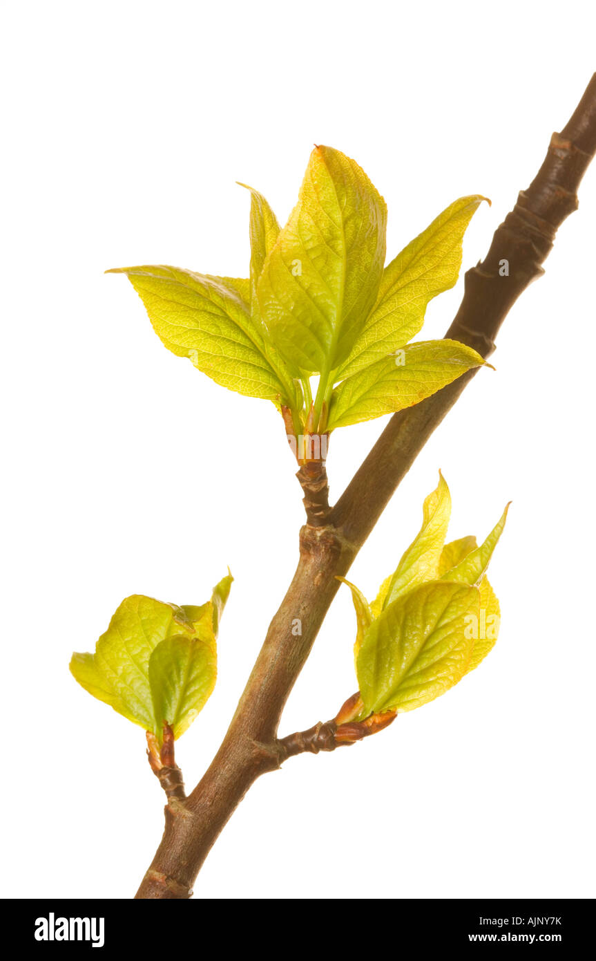 Balsam tree Cut Out Stock Images & Pictures - Alamy