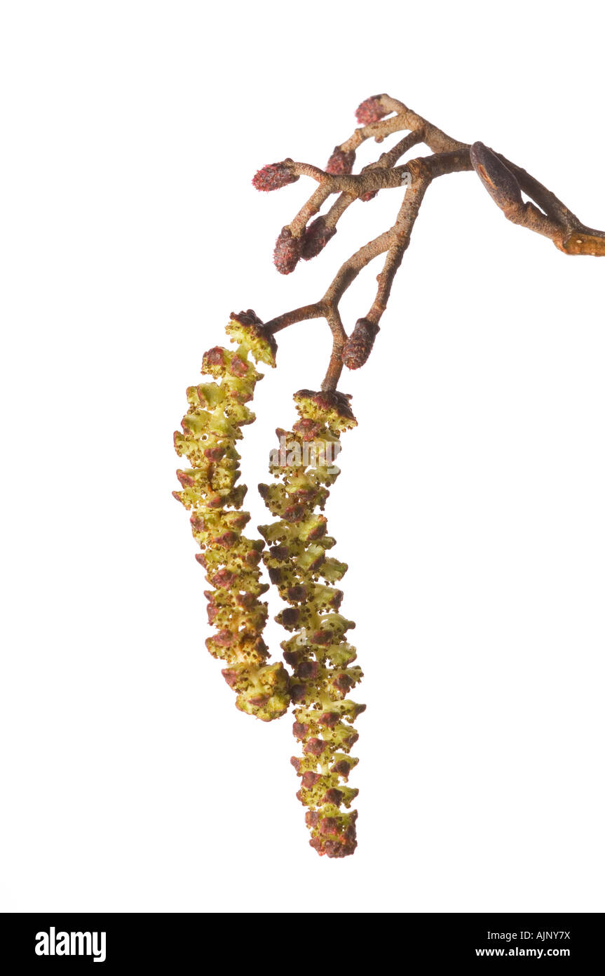 Black alder catkins and female flowers Stock Photo - Alamy