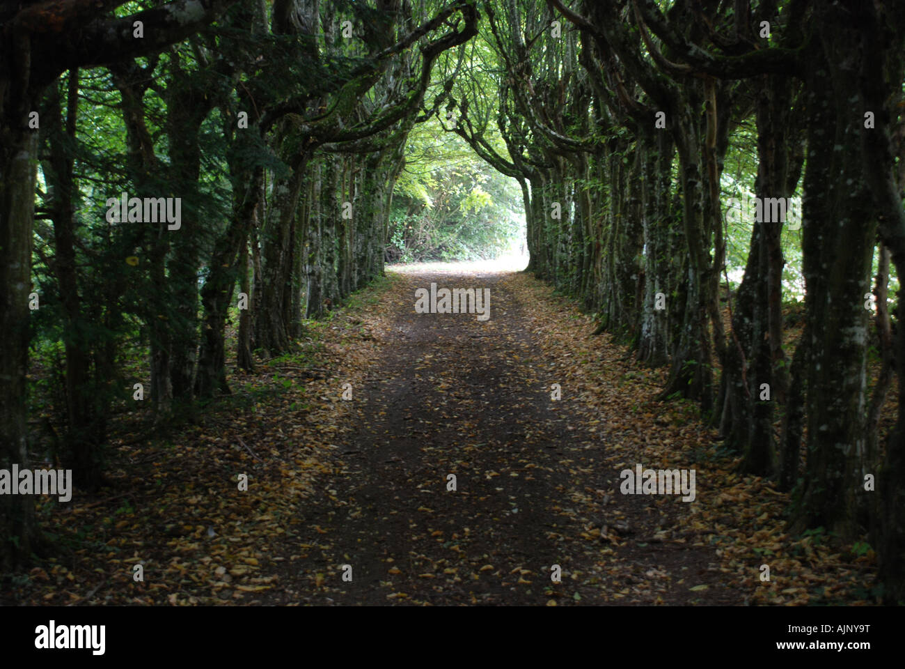 Tree flanked alley in France Stock Photo - Alamy