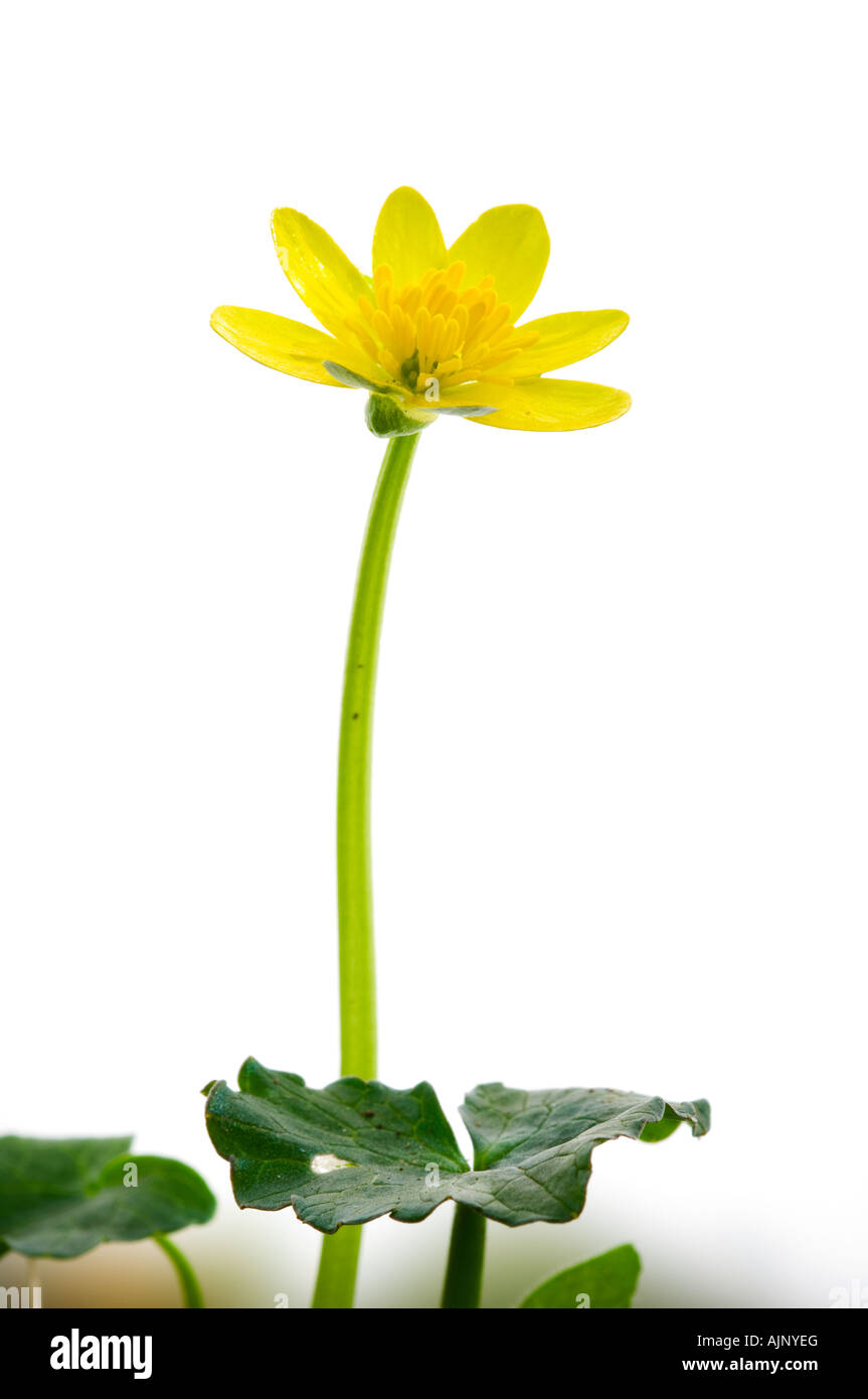Celandine are shiny hi-res stock photography and images - Alamy
