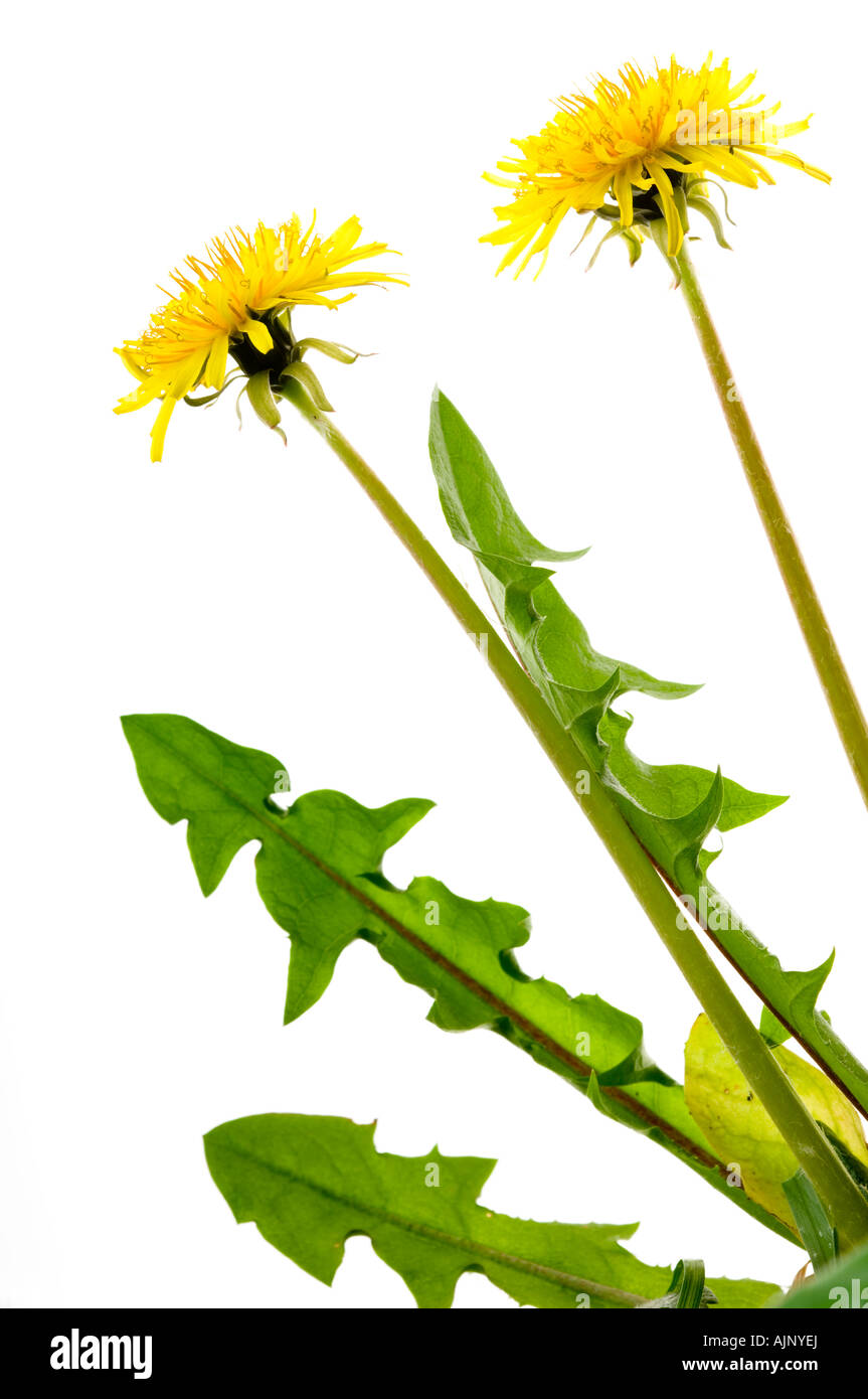 002960 hi-res stock photography and images - Alamy