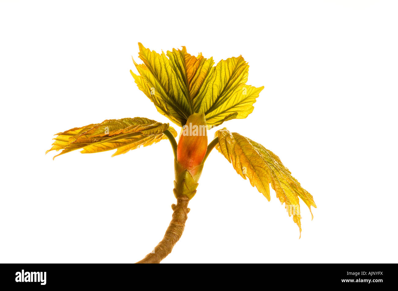 Flowering sycamore tree Cut Out Stock Images & Pictures - Alamy