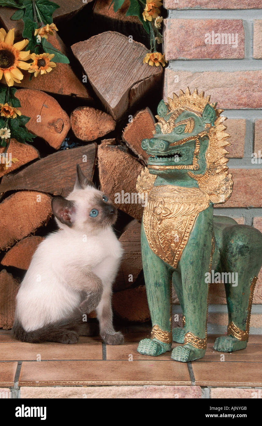 Siamese kitten weeks hi-res stock photography and images - Alamy