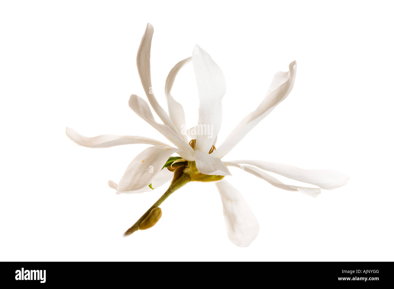 Magnolia stellata tree Cut Out Stock Images & Pictures - Alamy