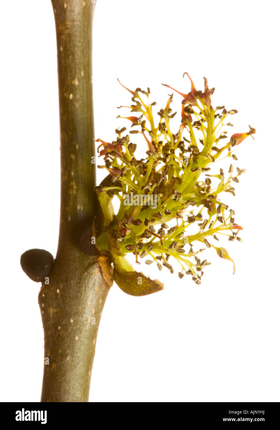 New forest flowers Cut Out Stock Images & Pictures - Alamy