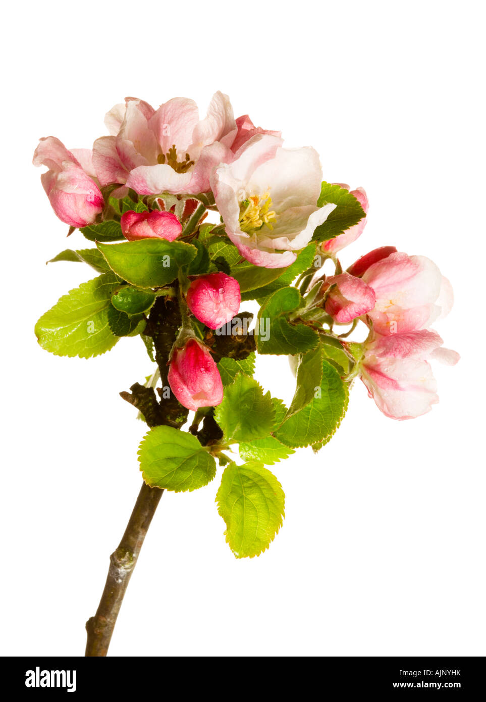 Wild crab apple Cut Out Stock Images & Pictures - Alamy