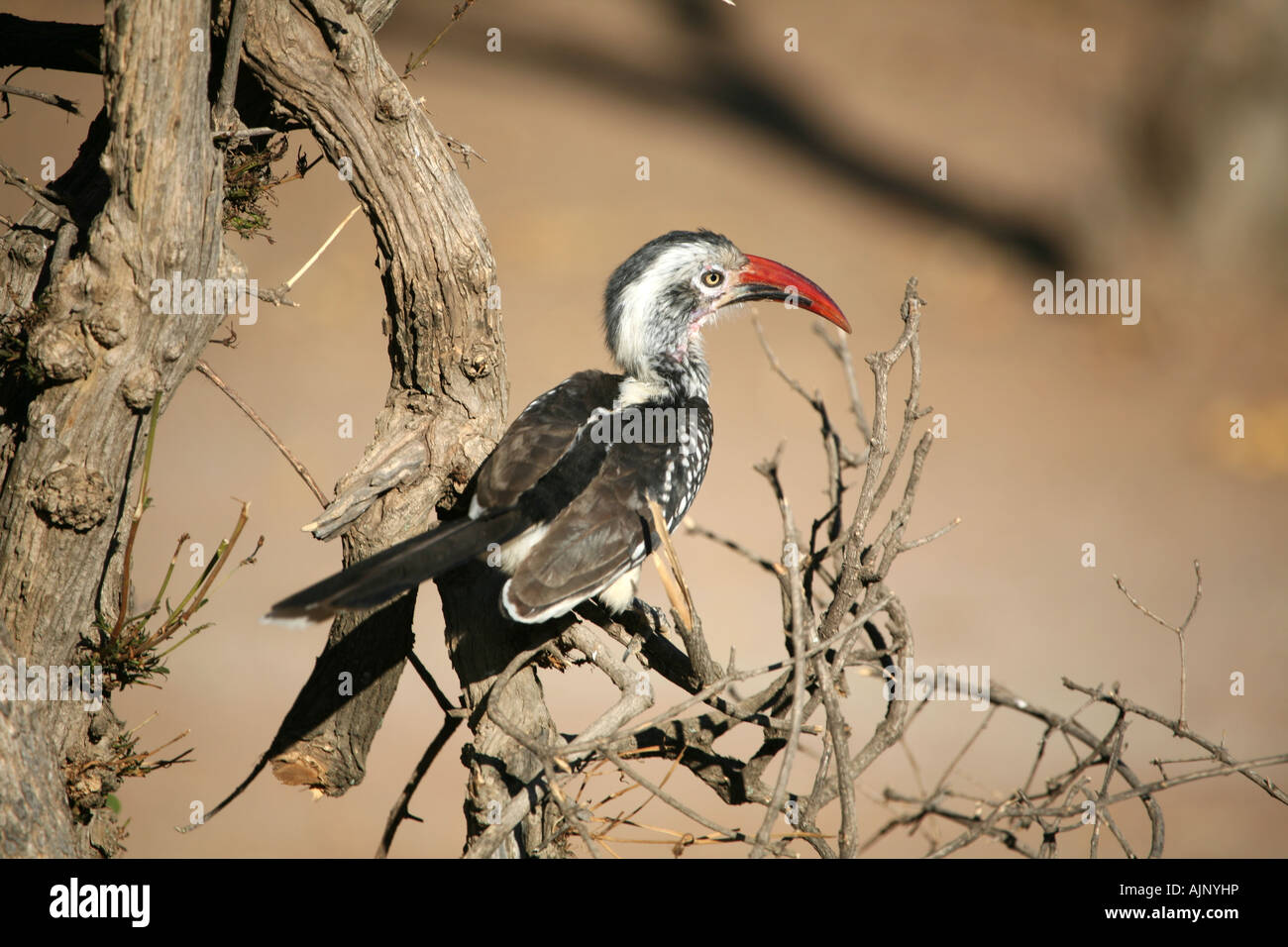 Red-billed Hornbill in a tree Stock Photo - Alamy