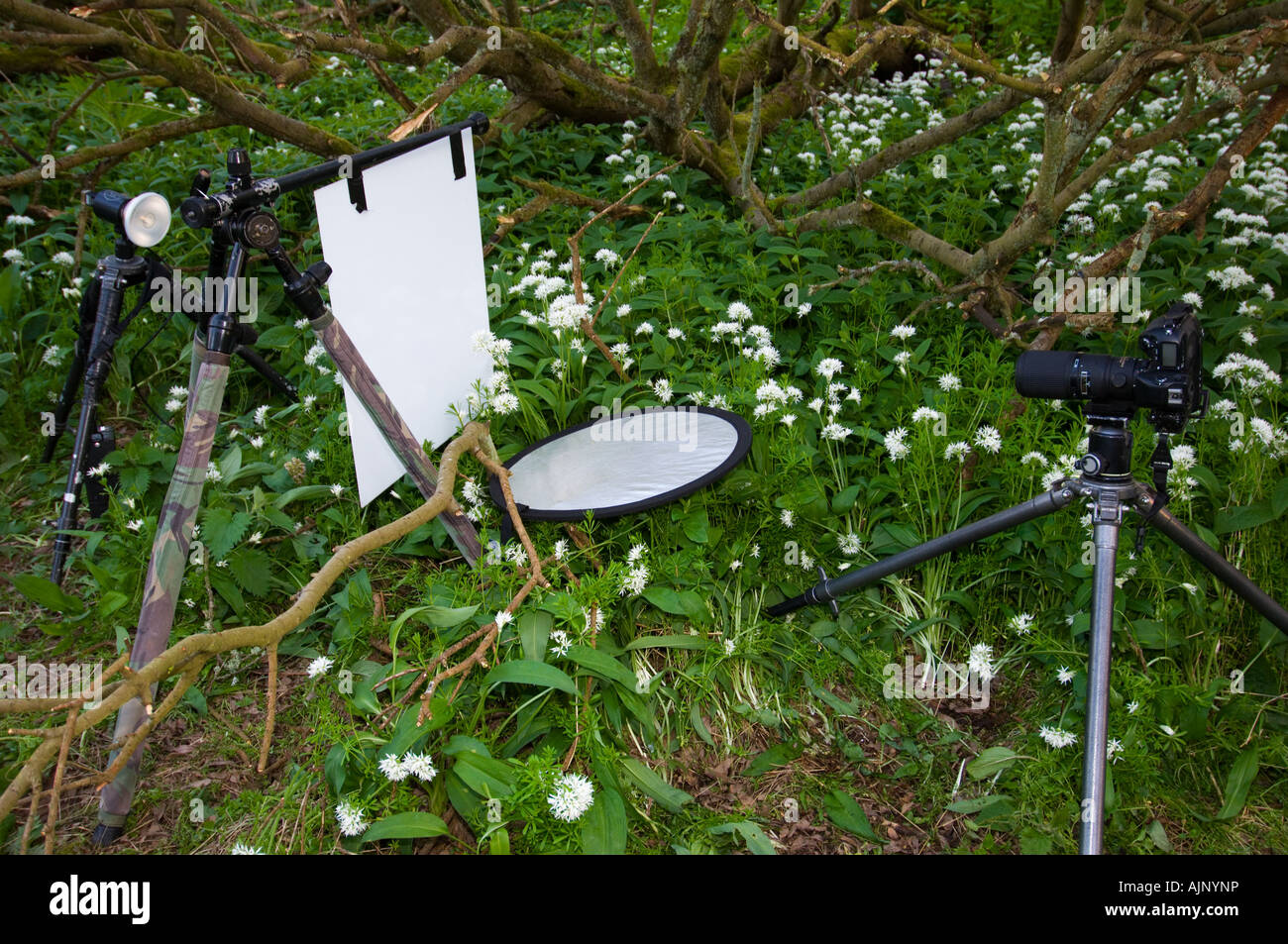 Outdoor studio set up to photograph ramsons Stock Photo - Alamy