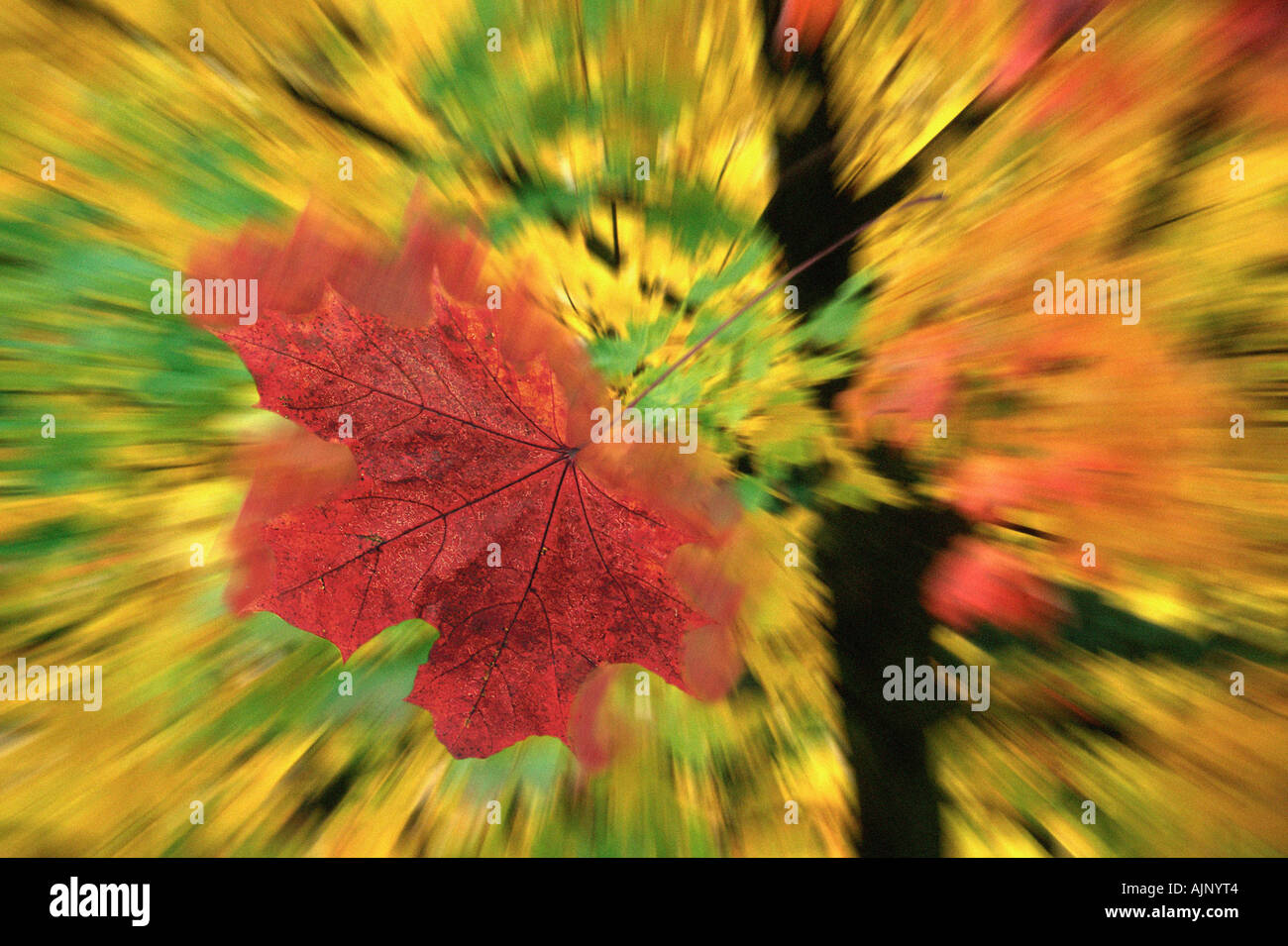 Zoomed autumn leaves hi-res stock photography and images - Alamy