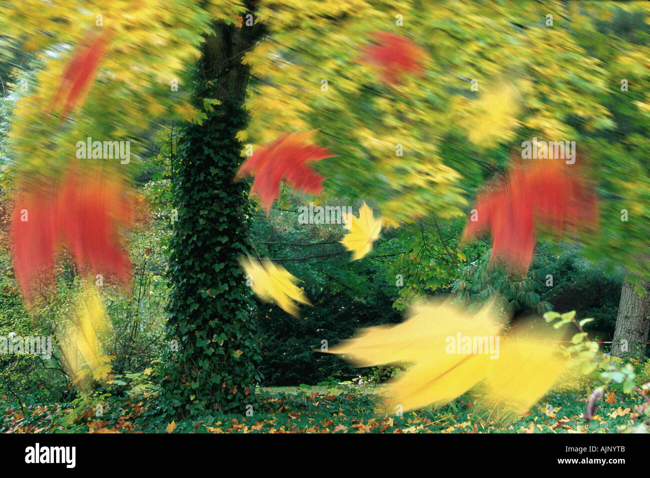 Falling into leaves hi-res stock photography and images - Alamy