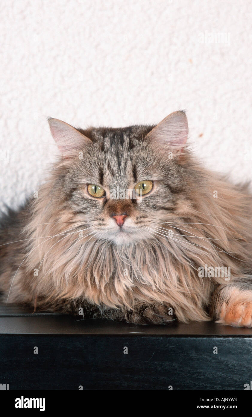 Maine Coon Cat black torbie Stock Photo - Alamy