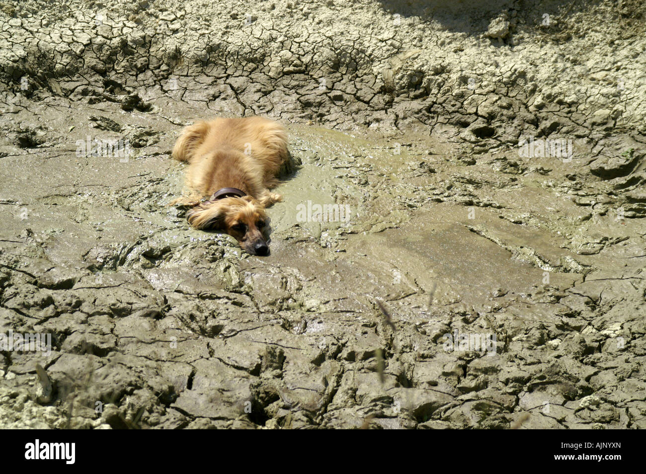 Yellow dog afghan hound lying in mud pothole on meadow having rest ...