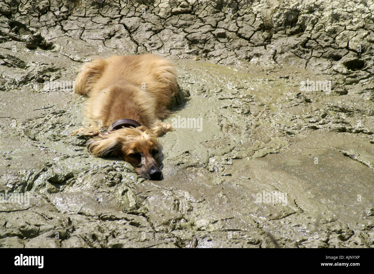 Can Afghan Hounds Be Bathed