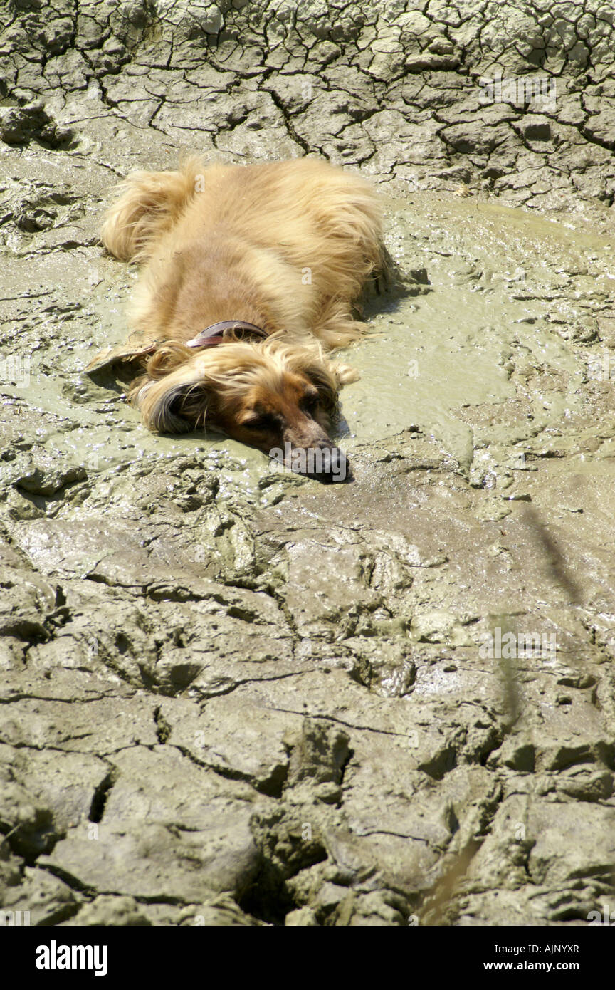 Yellow afghan hound bathing in mud hole outdoors Stock Photo - Alamy