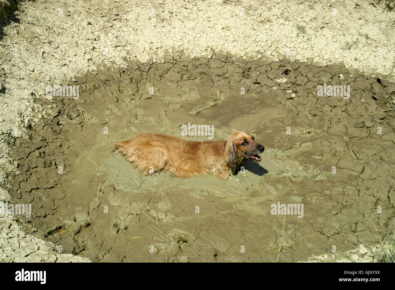 Yellow dog afghan hound lying in mud pothole on meadow having rest ...
