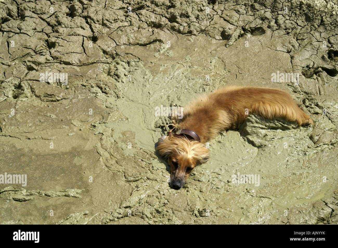 Yellow afghan hound bathing in mud hole outdoors Stock Photo - Alamy