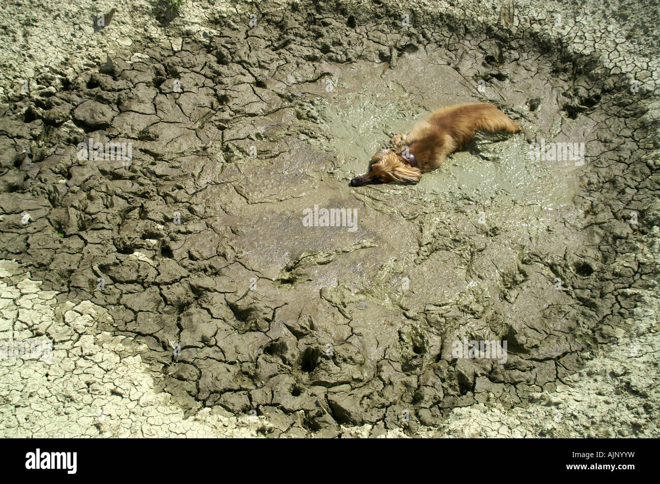 Yellow dog afghan hound lying in mud pothole on meadow having rest ...