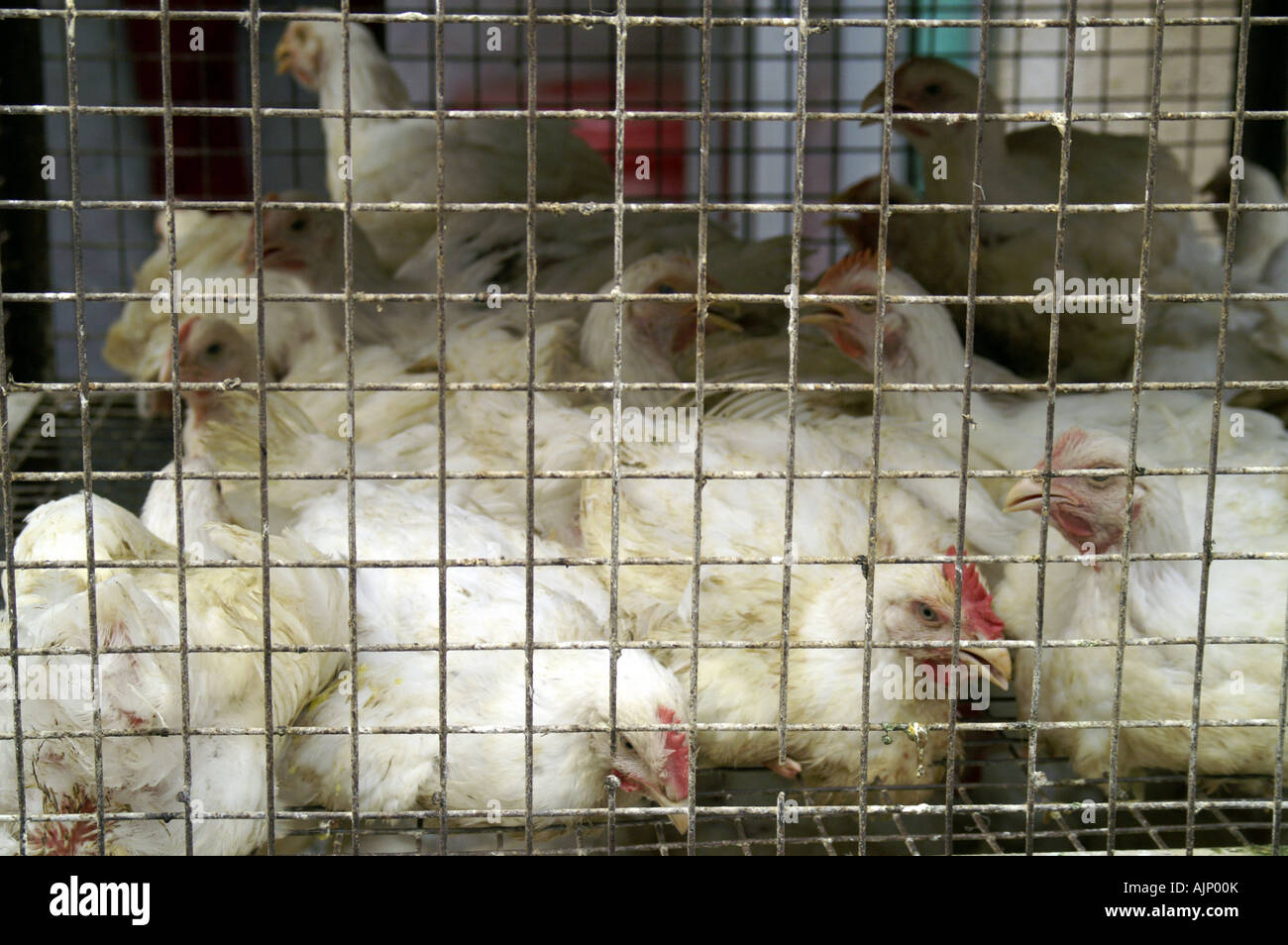 Poultry street hi-res stock photography and images - Alamy