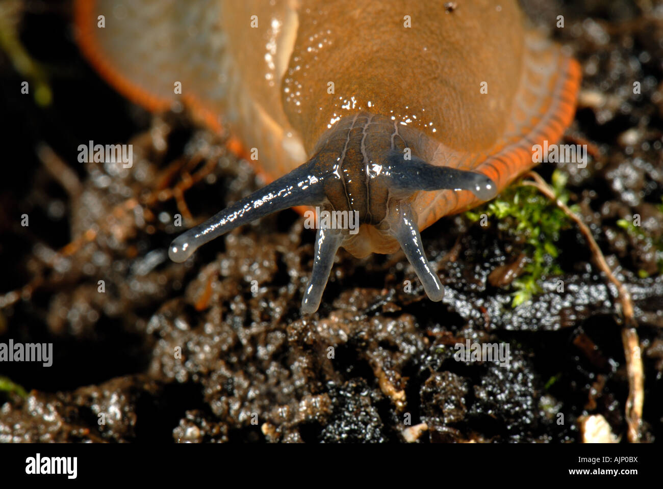 Arion ater slug hi-res stock photography and images - Alamy