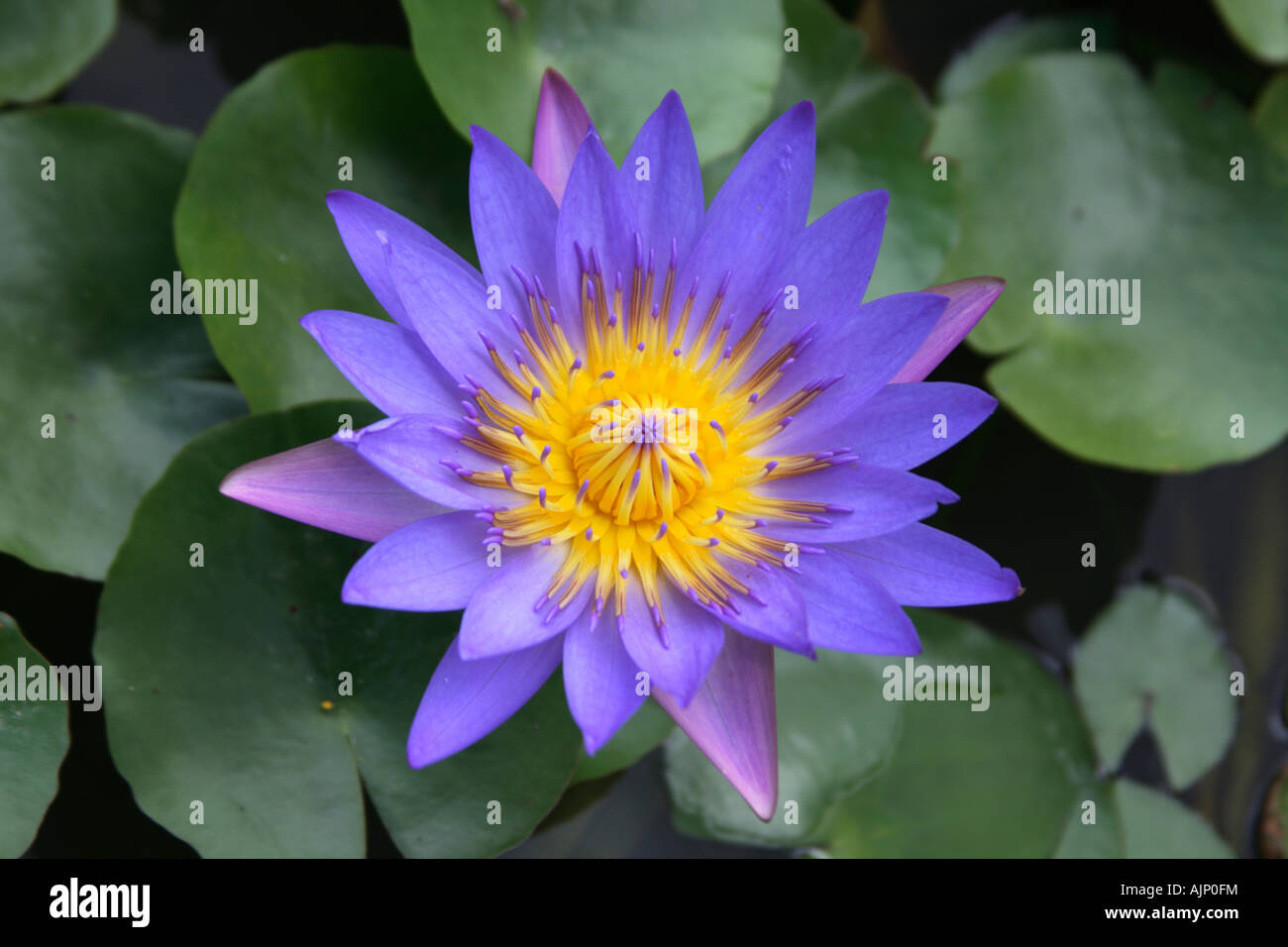 water lily Nymphaeaceae Stock Photo - Alamy