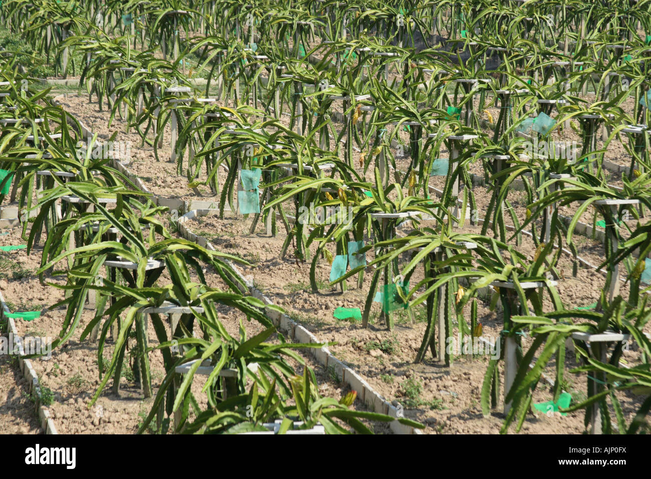 dragon fruit farm in Malaysia Stock Photo - Alamy