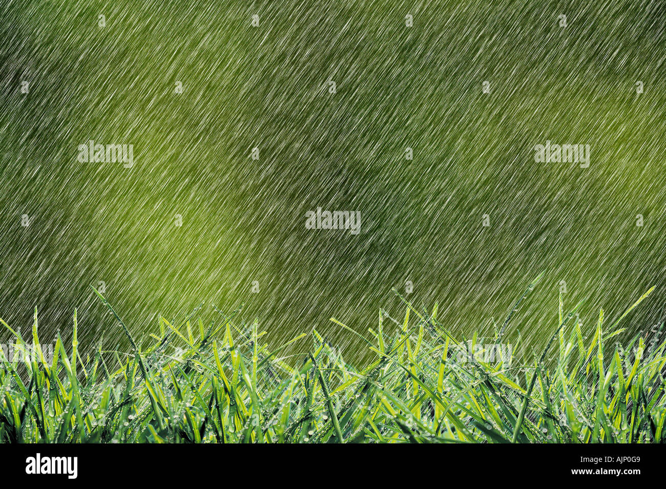 Grass in rain Stock Photo - Alamy