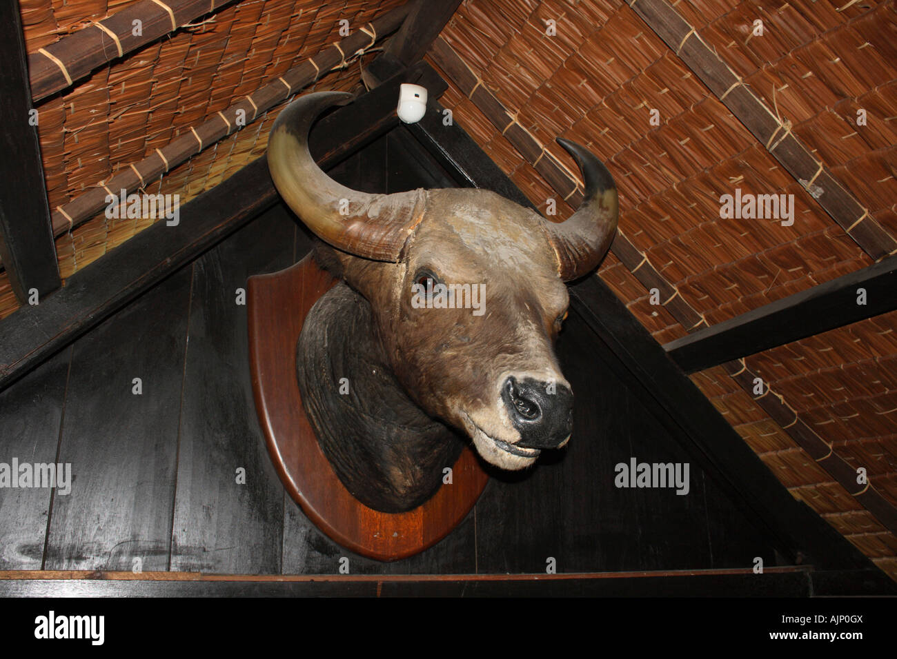 stuffed buffalo head Stock Photo - Alamy