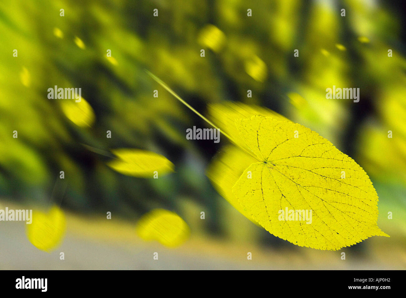 Lime Tree leaves Stock Photo - Alamy