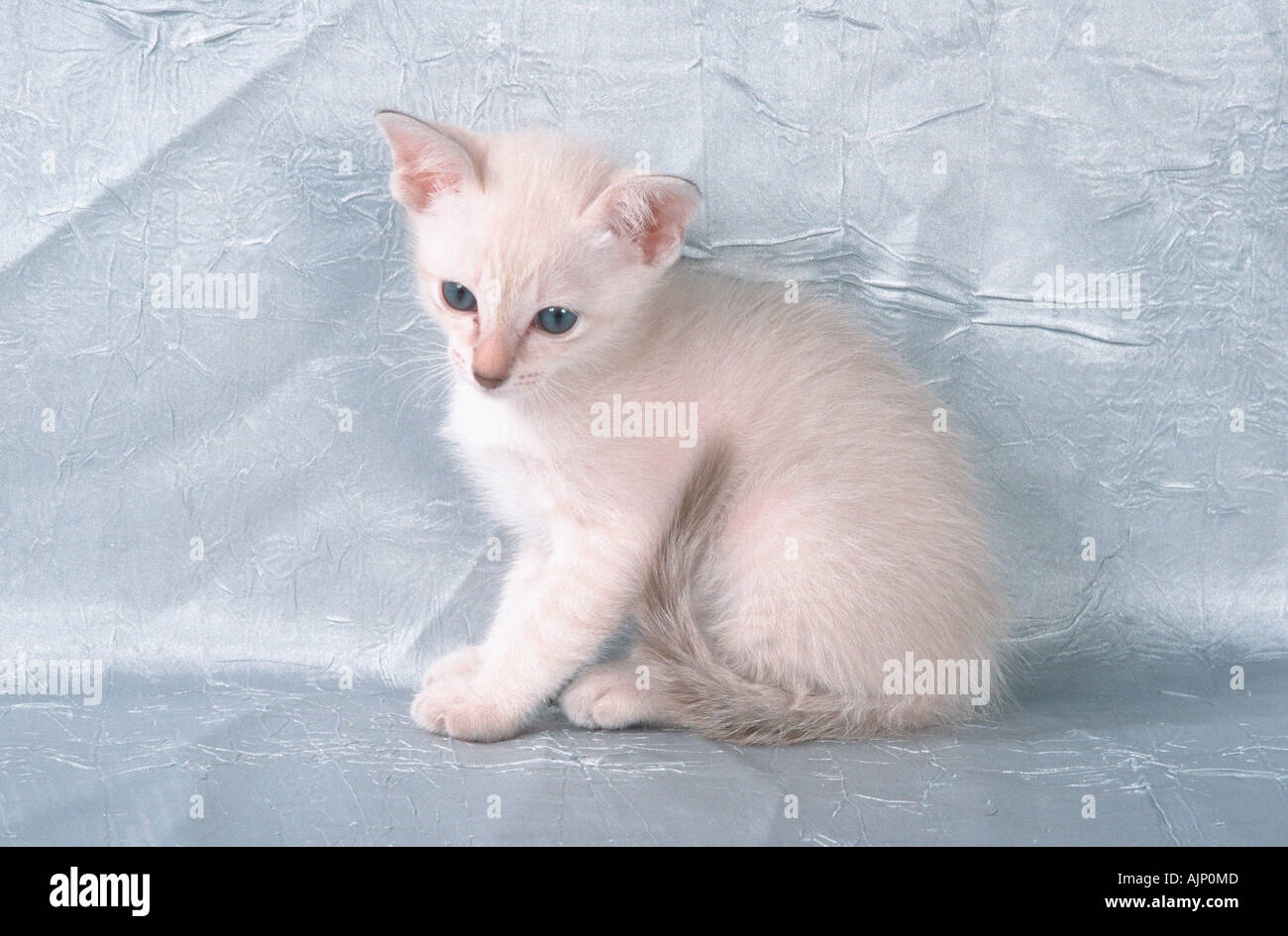 Tonkinese kitten hi-res stock photography and images - Alamy