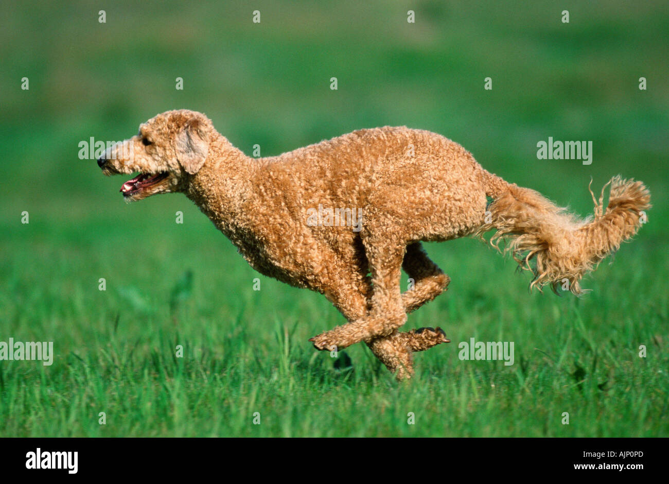 Standard Poodle apricot sheared side Stock Photo - Alamy
