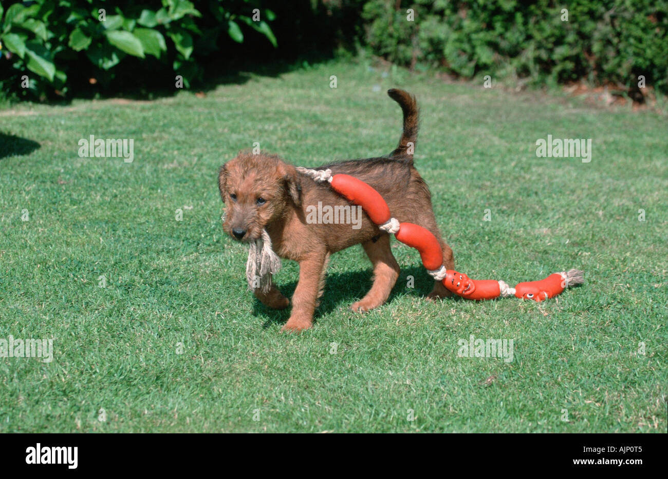 Irish terrier puppies hi-res stock photography and images - Alamy