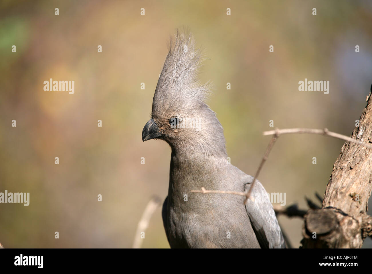Grey loerie hi-res stock photography and images - Alamy