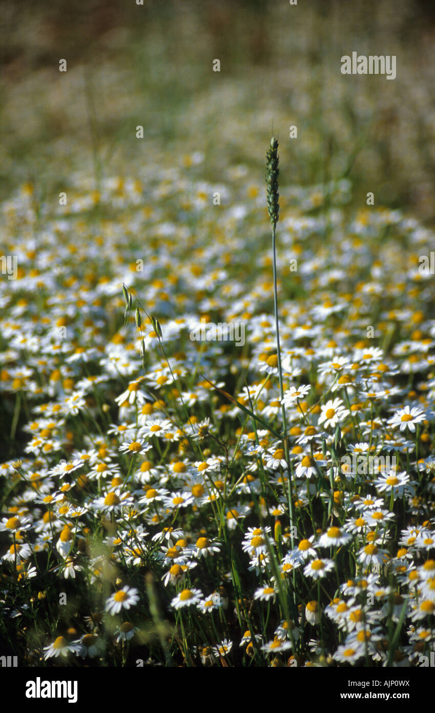 Matricaria hi-res stock photography and images - Alamy