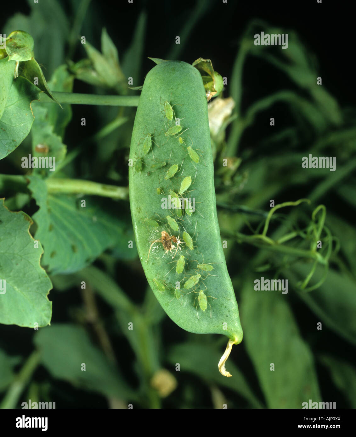 Pea aphid Acyrthosiphon pisum colony on young pea pod Stock Photo - Alamy