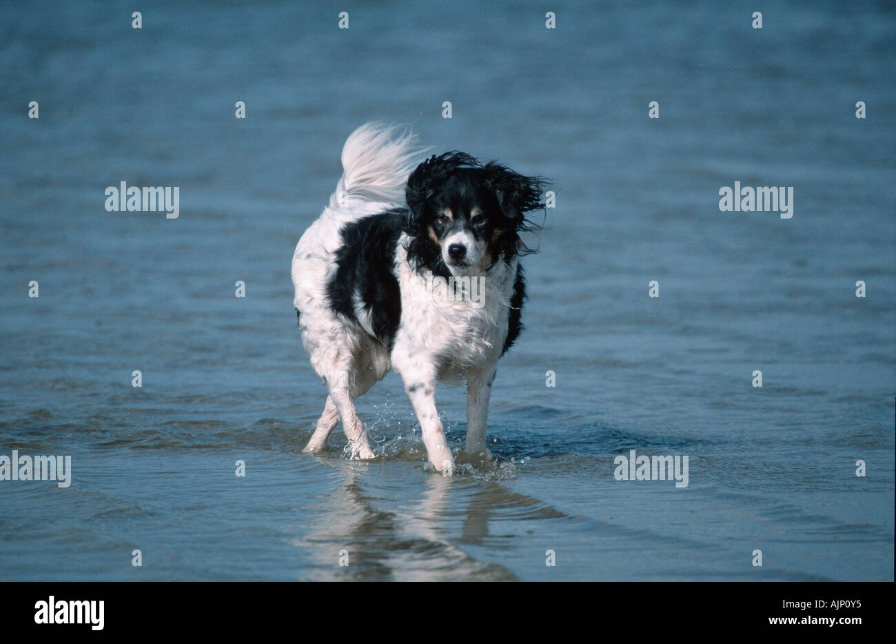 Mixed Breed Dog Stock Photo - Alamy